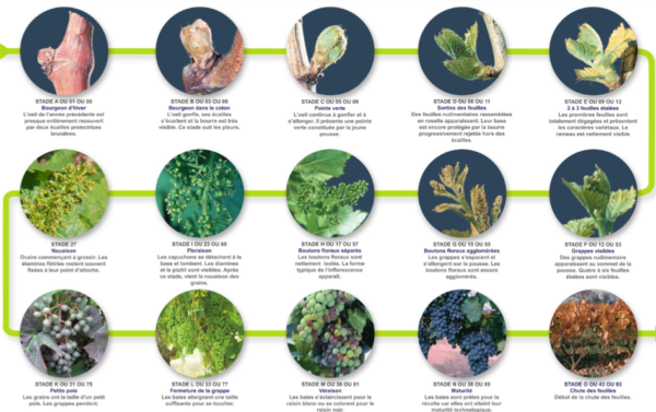 Opérations manuelles sur la vigne au Jardin d'Edouard - Jardin d'Edouard